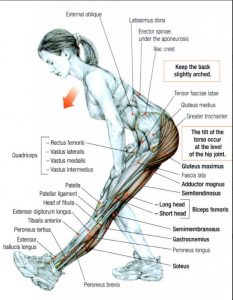 structure of leg,backs muscles