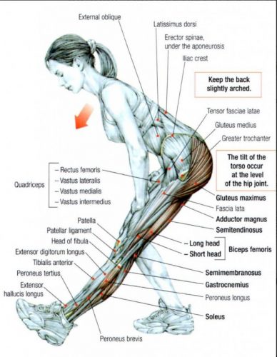 structure of leg,backs muscles