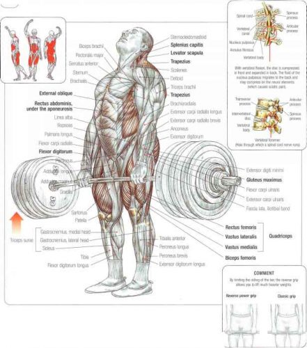 Structure Deadlift muscles