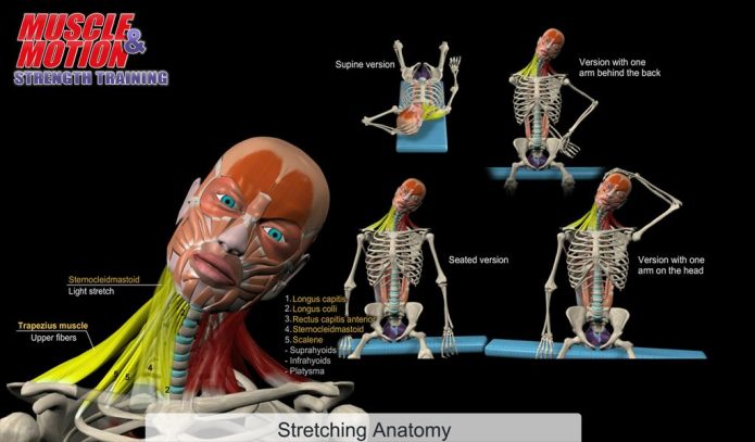 Muscle and Motion - Strength