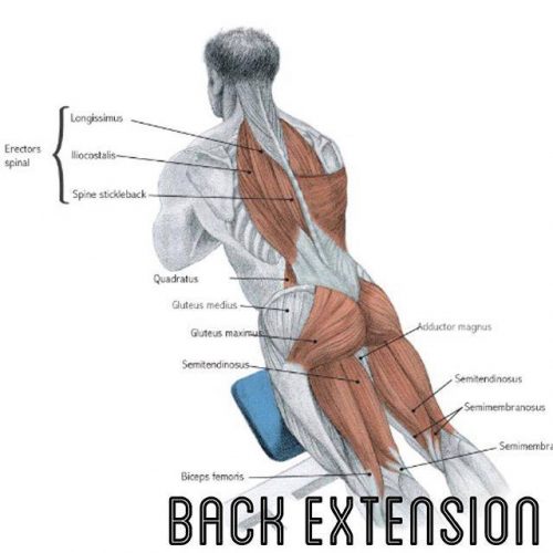 back extention