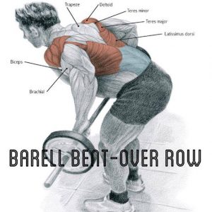 barell bent-over row