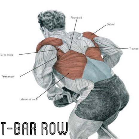 Exercises T-bar row