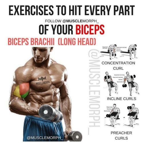 Building Bigger Biceps