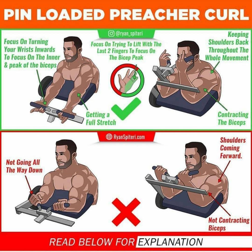 Pin Loaded - Biceps Curl | Guide