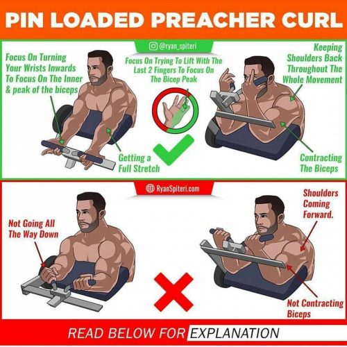 Pin Loaded - Biceps Curl | Guide