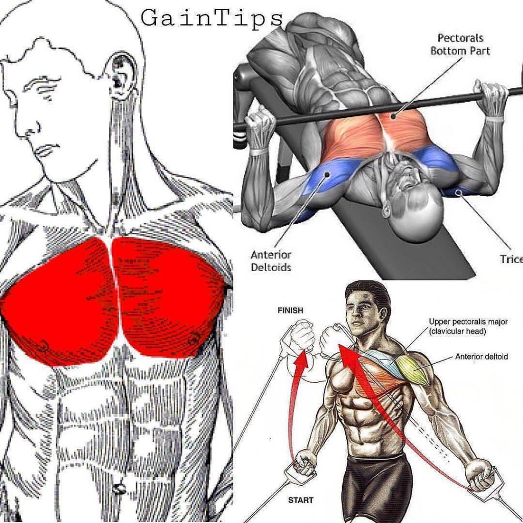 chest exercises