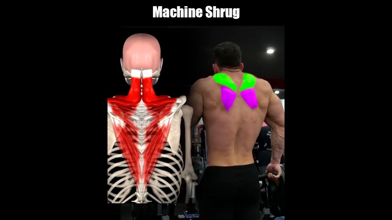 How to Machine Shrug | Upper Trapezius | Video & Guide