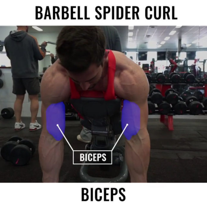 BARBELL SPIDER CURL | Video & Guide