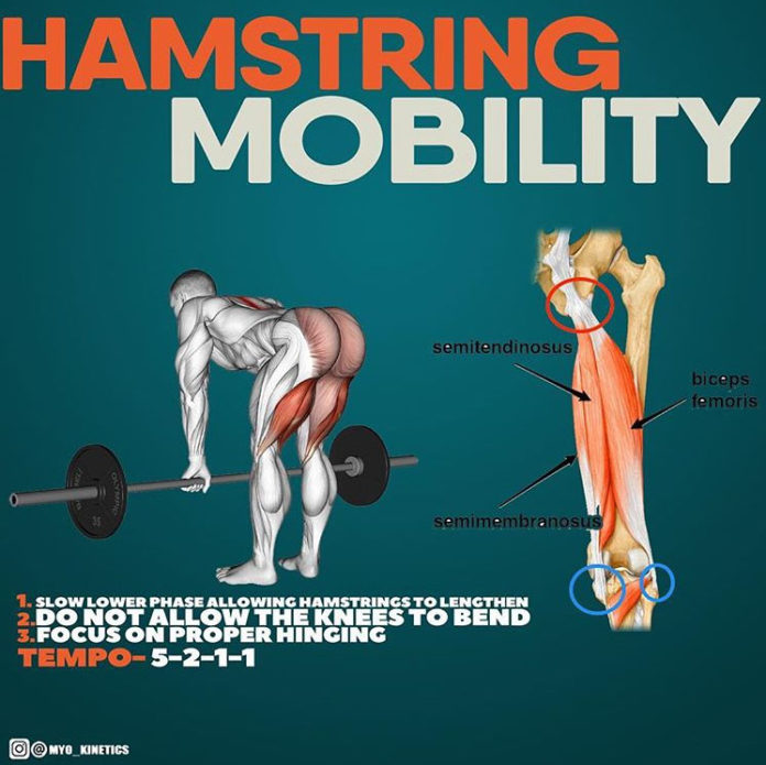 Hamstring mobility