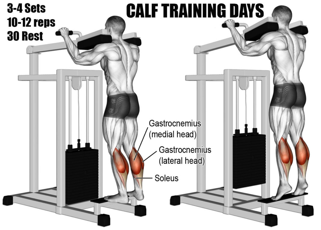 CALF TRAINING DAYS | VIDEO & GUIDE