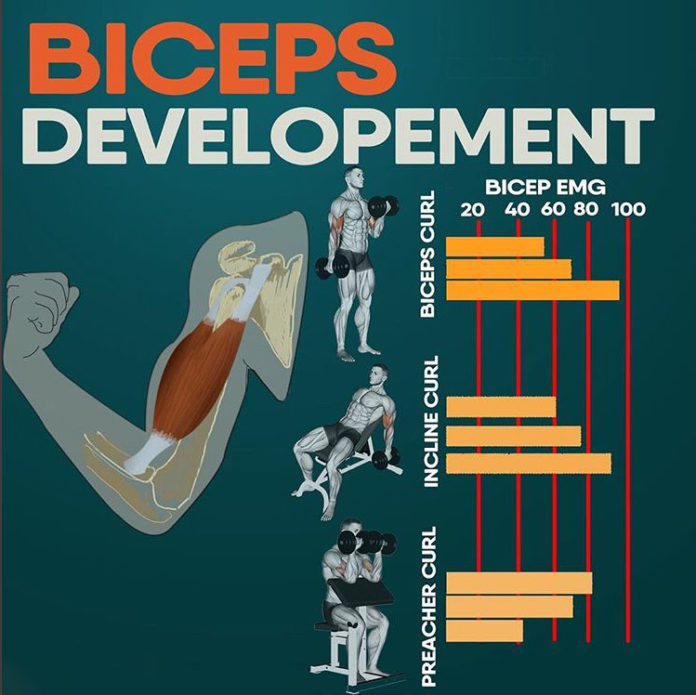 BICEPS DEVELOPEMENT | GUIDE