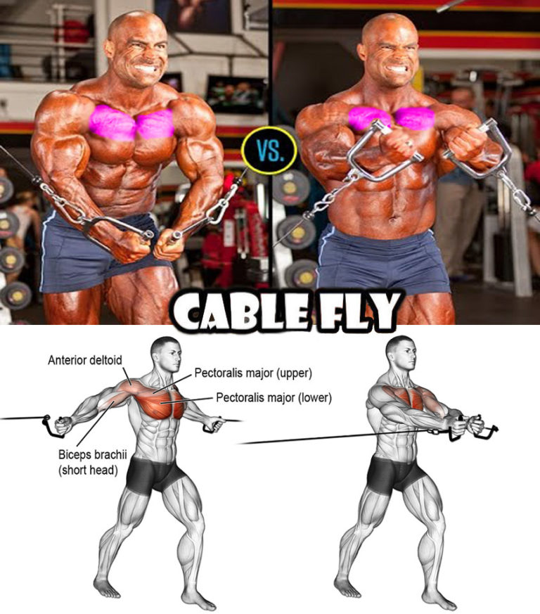 Cable Fly | Video & Guide