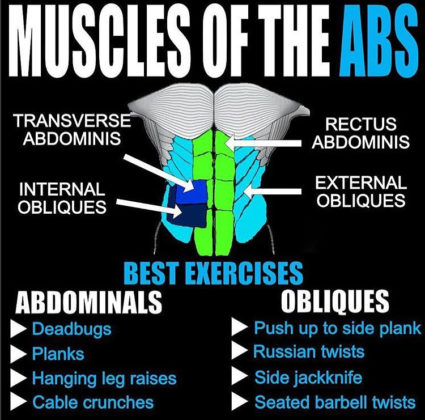 Muscles of the Core | Guide
