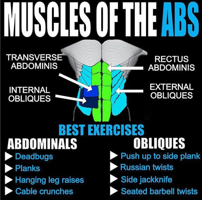 Muscles of the Core | Guide