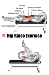 Muscles of the Core | Guide