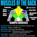 Muscles of the back | Guide