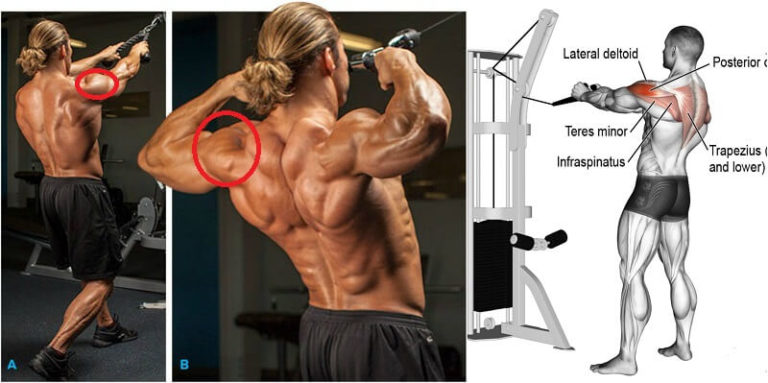 Muscles of the back | Guide