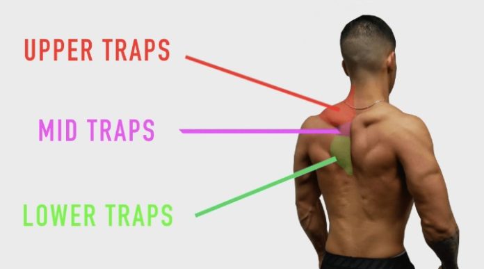 Based Trap Workout | Guide