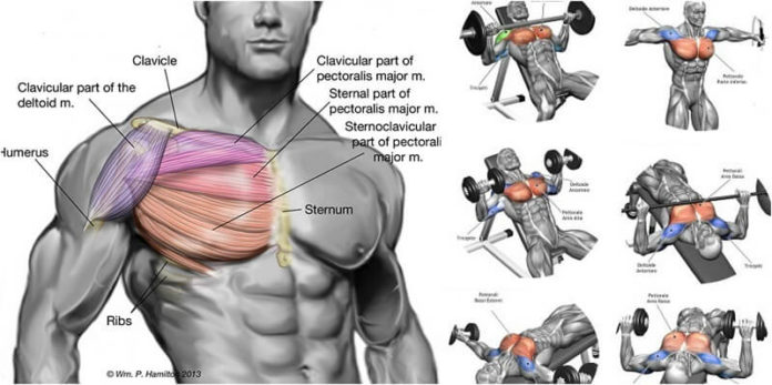 LOWER PECS EXERCISES | GUIDE