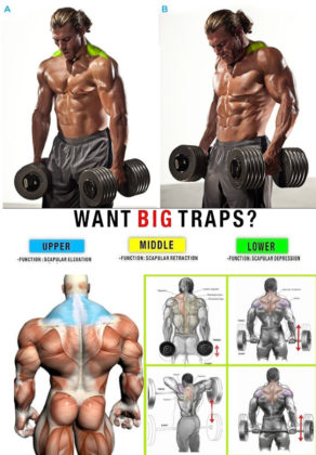 HOW TO TRAPS EXERCISES | VIDEO & GUIDE