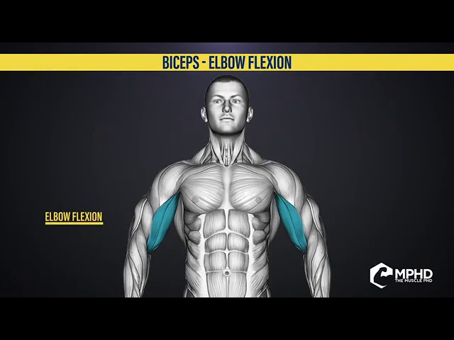 Biceps -Elbow Flexion | Video & Guide