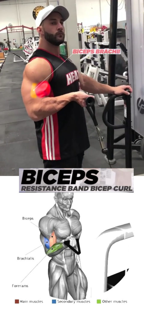 SINGLE ARM CABLE CURL