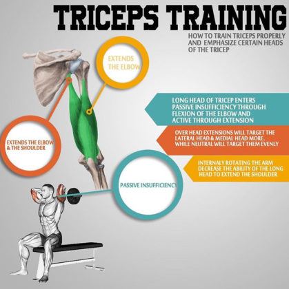 Triceps training & How to Emphasize Different Heads