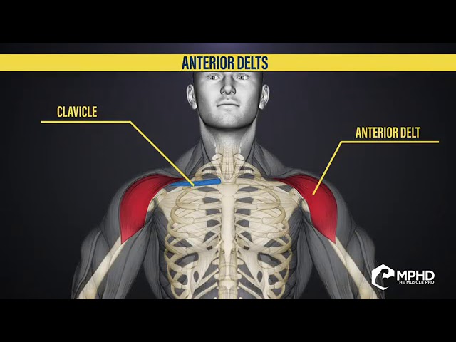 HOW TO ANTERIOR DELTS TRAINING
