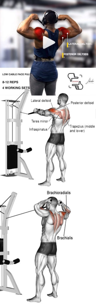 Rear Delt Development Exercises | Video & Guide
