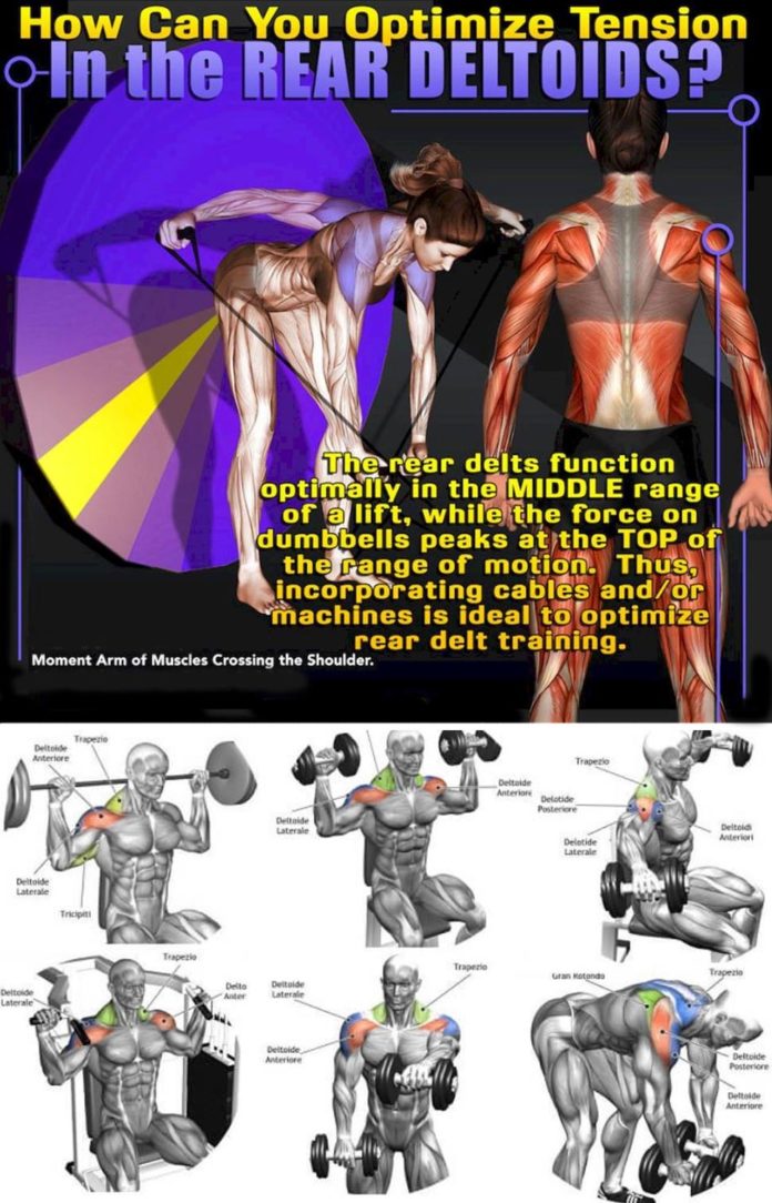 How to Delts Exercises Sets & Reps Guide