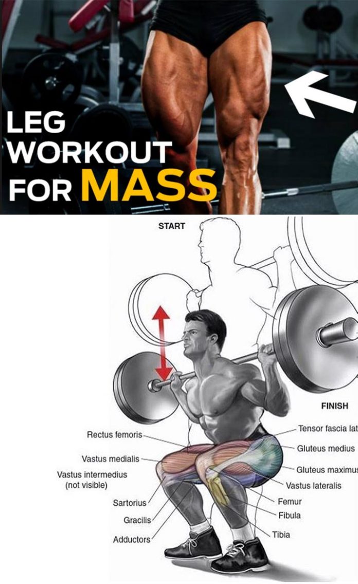 BUILD BIGGER LEGS EXERCISES | GUIDE