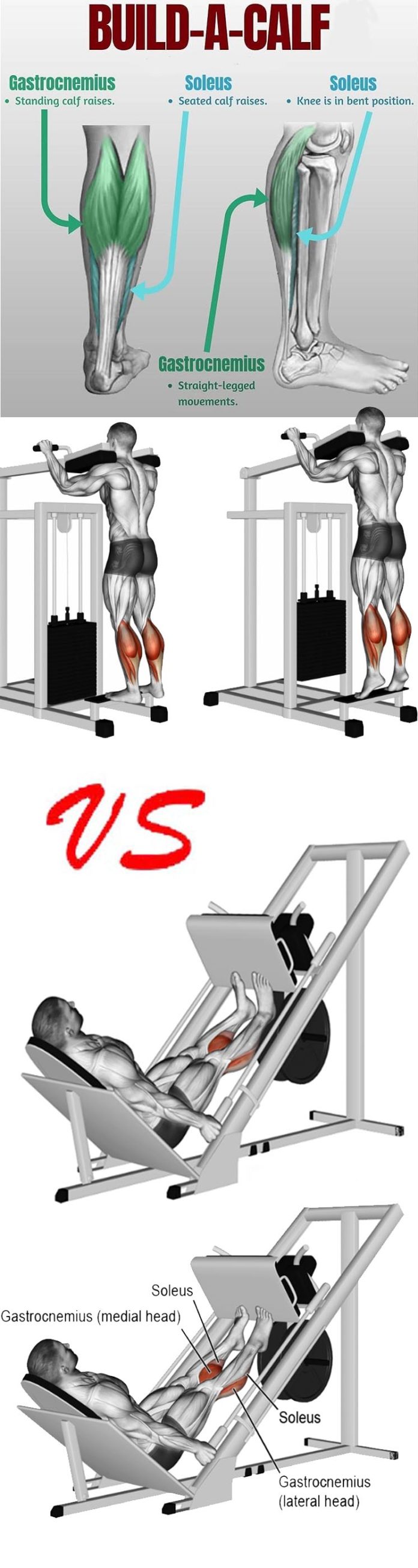 HOW TO BUILD-A-CALF | GUIDE