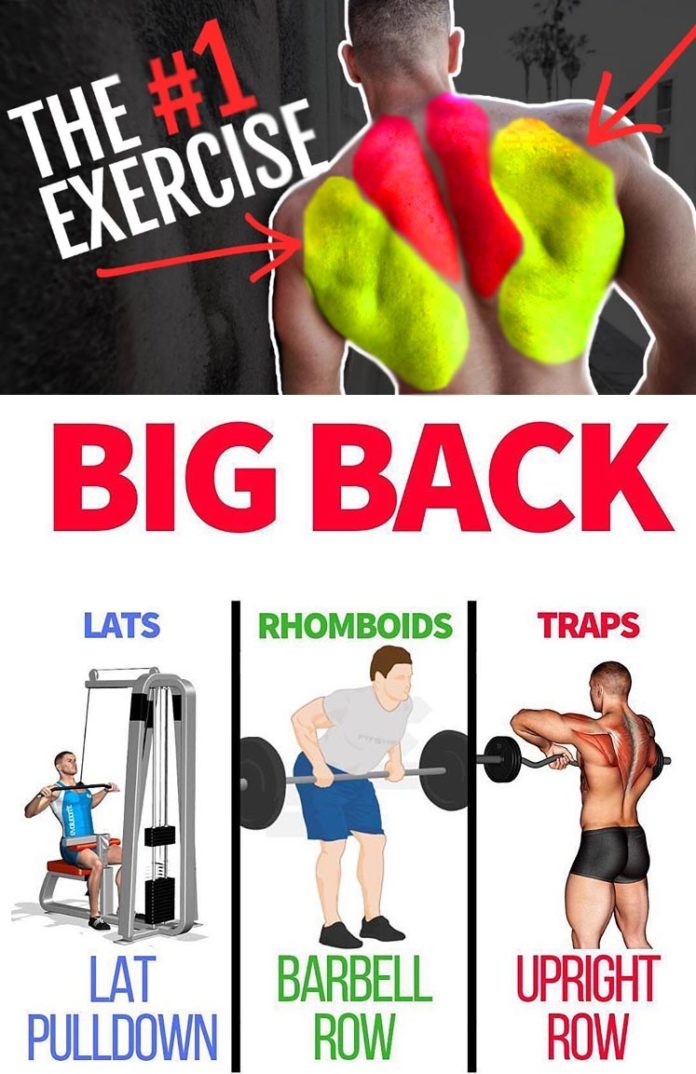 BACK EXERCISES TUTORIAL | GUIDE