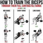 TRAIN THE BICEPS | GUIDE