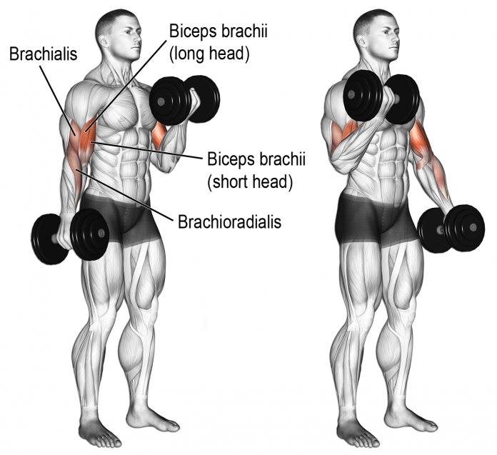 How to Do Dumbbell Curl: Techniques, Tutorial - Program Workout