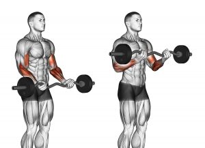 The 5 Best Outer Biceps Exercises, Benefits, Tutorial Routine