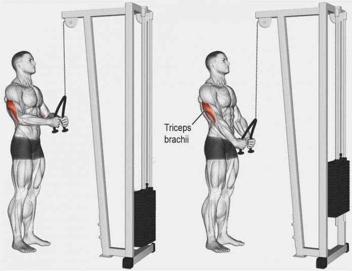 How to Outer Triceps Training, Step-by-Step | Tutorial Guide